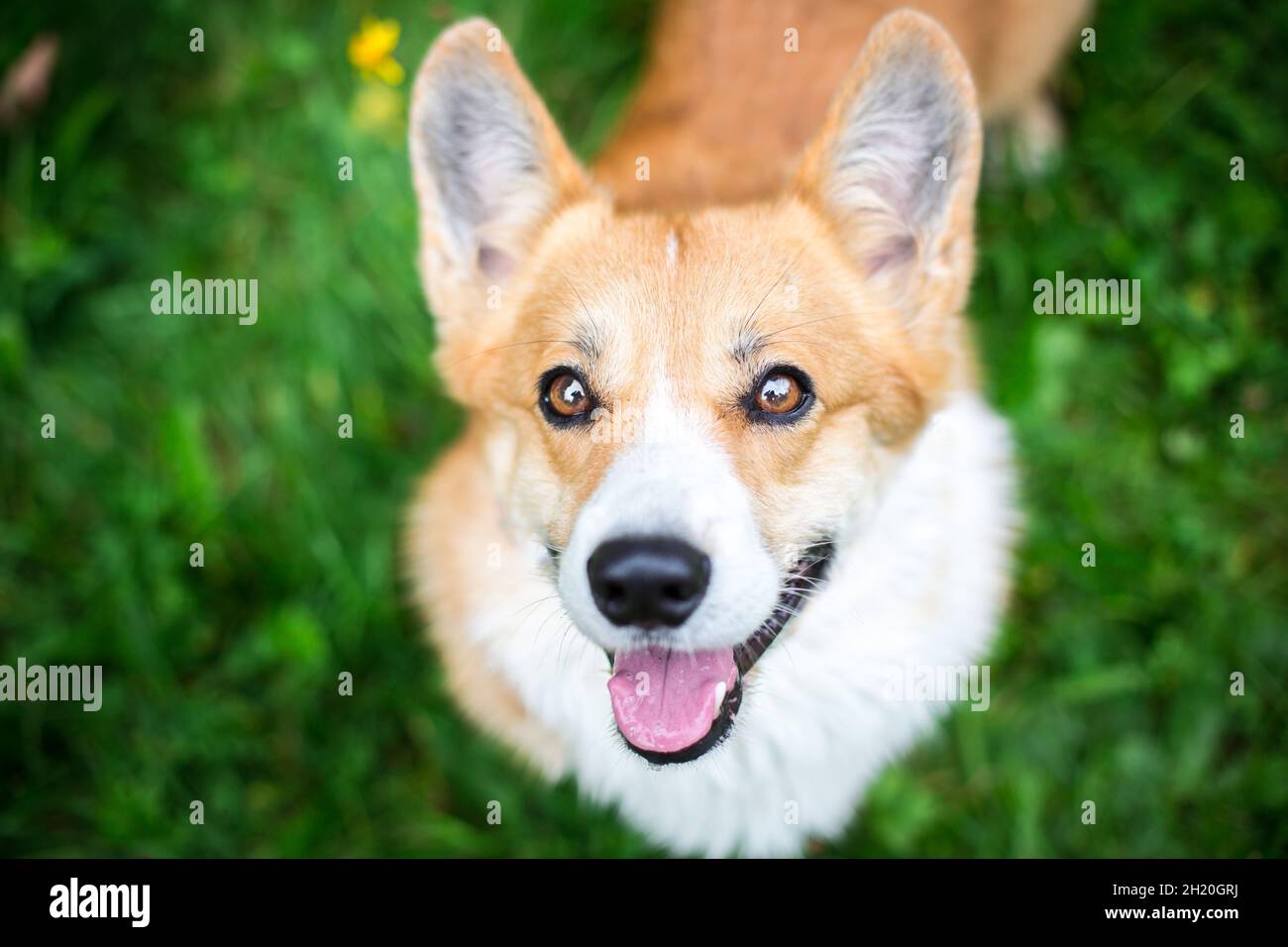 Welsh corgi looking up hi-res stock photography and images - Alamy