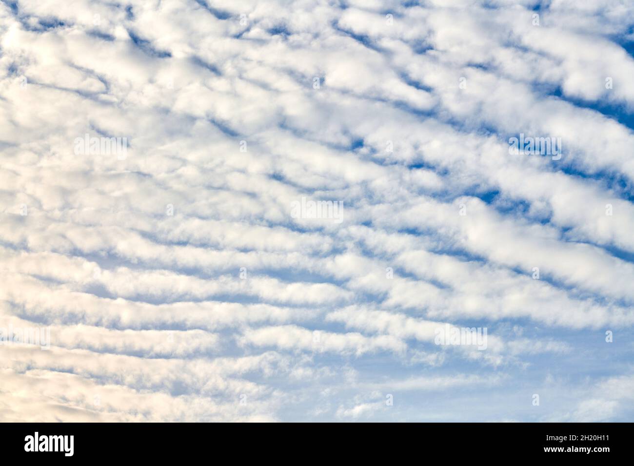 Beautiful blue sky with unusual white Altocumulus undulatus clouds, extraordinary cloud ...