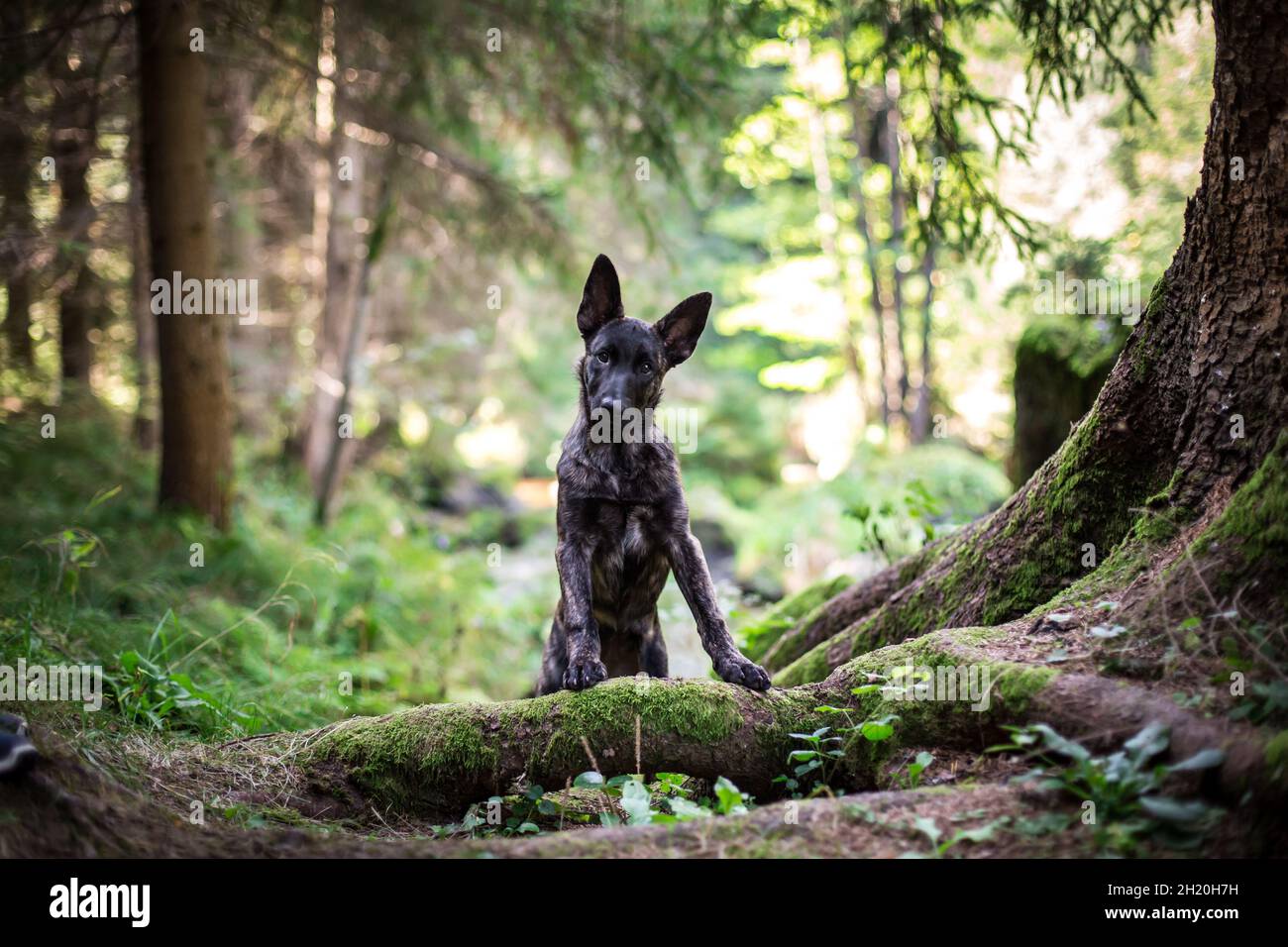 Dutch herder dog breed hi-res stock photography and images - Alamy
