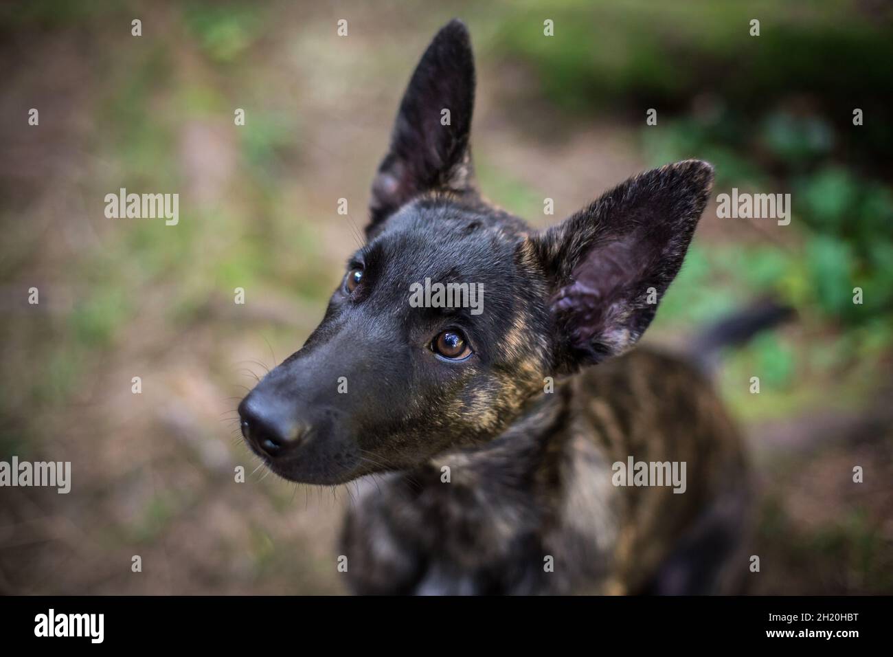 Dutch Shepherd Dog puppy Stock Photo - Alamy