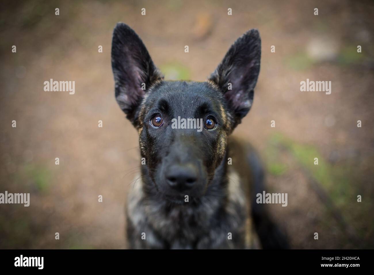 Dutch Herder Dog Breed High Resolution Stock Photography and Images - Alamy