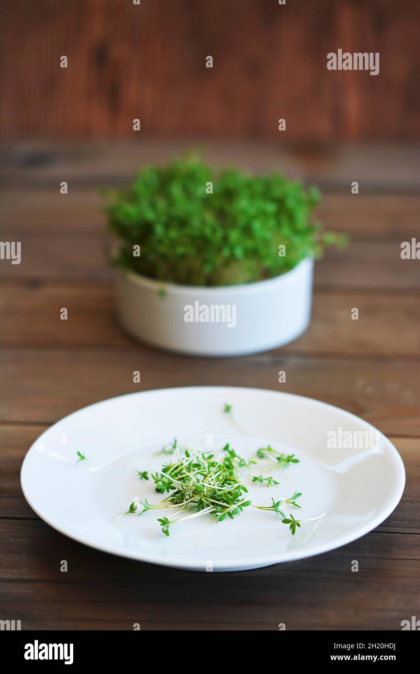 Freshly chopped cress on a plate in front of a pot of cress Stock Photo ...
