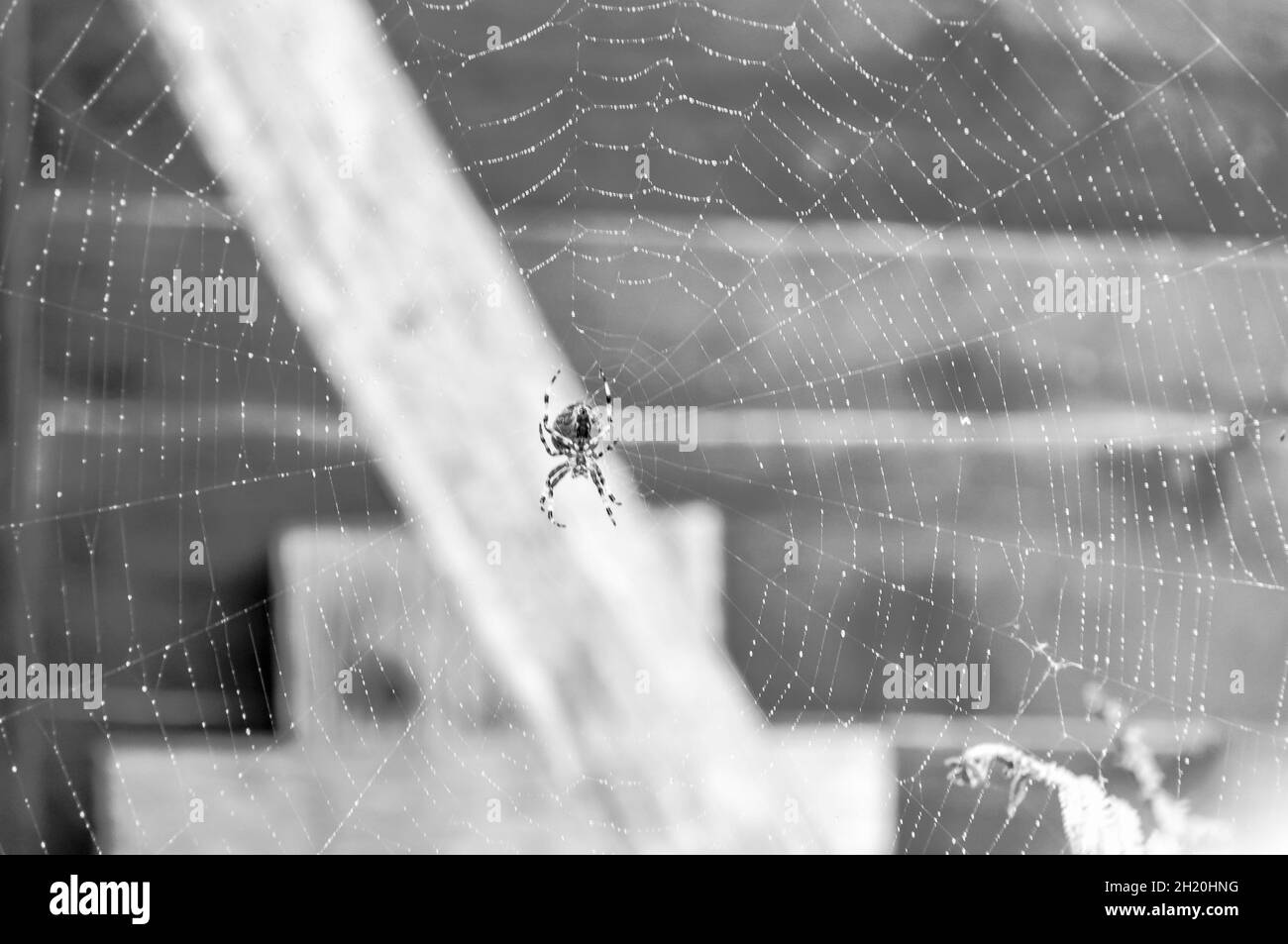 spider web background with simple black and white concept Stock Photo ...
