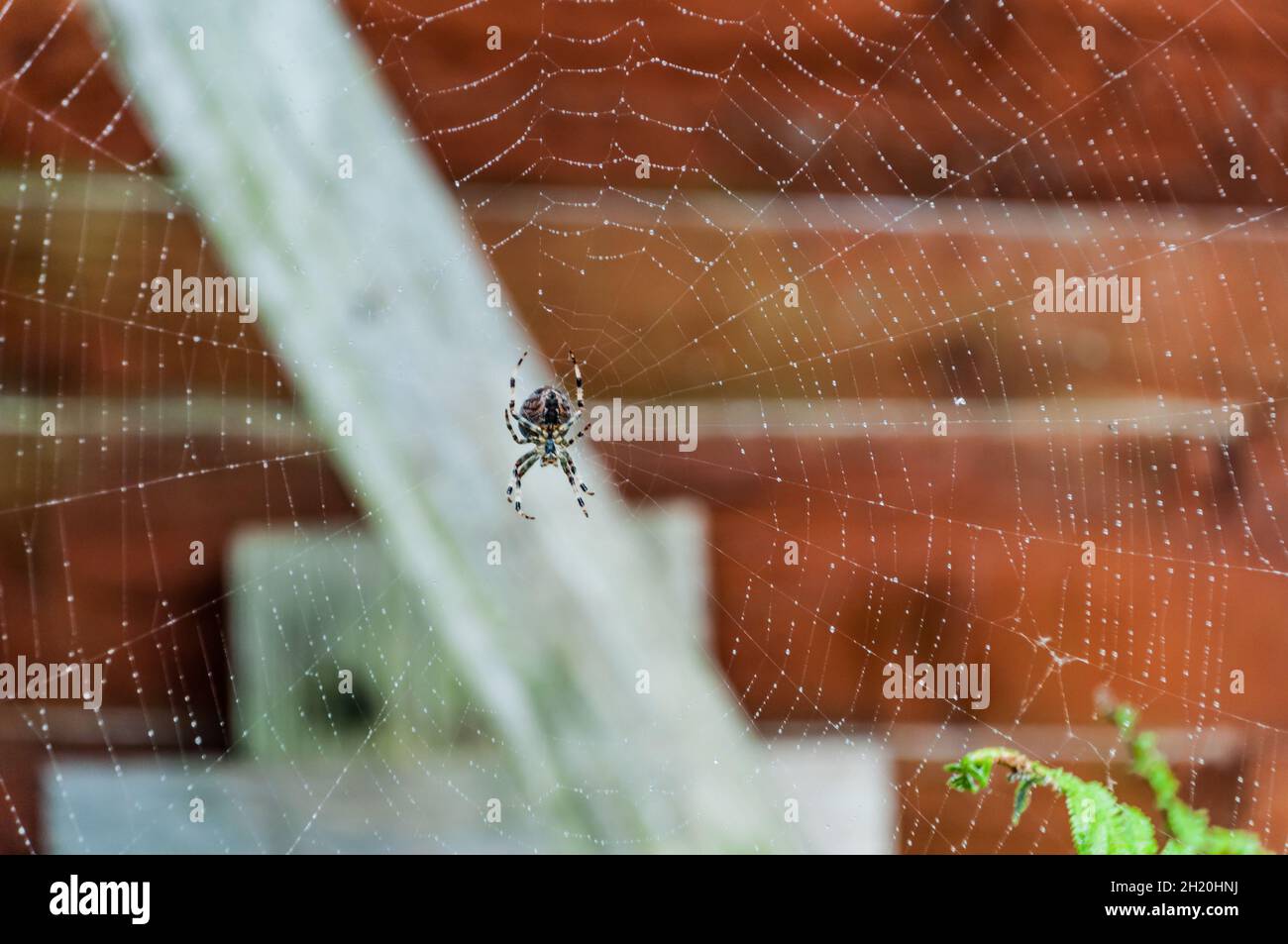 spider web background Stock Photo - Alamy