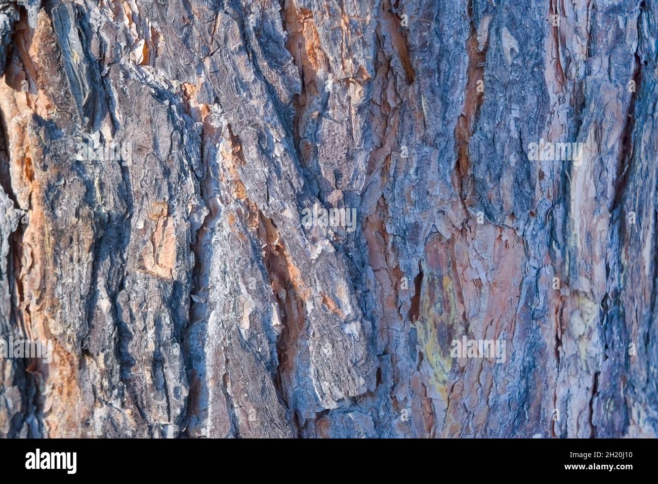 Natural structure of the bark of a pine tree. Highly detailed tree bark ...
