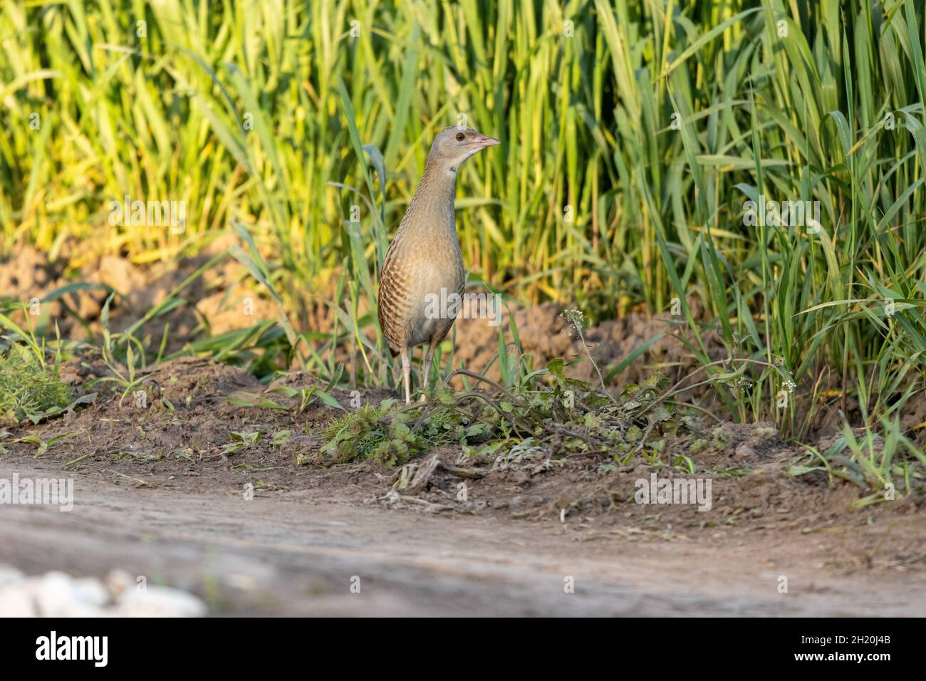 Corncrake, Corn crake (Crex crex). Russia, the Ryazan region Stock ...