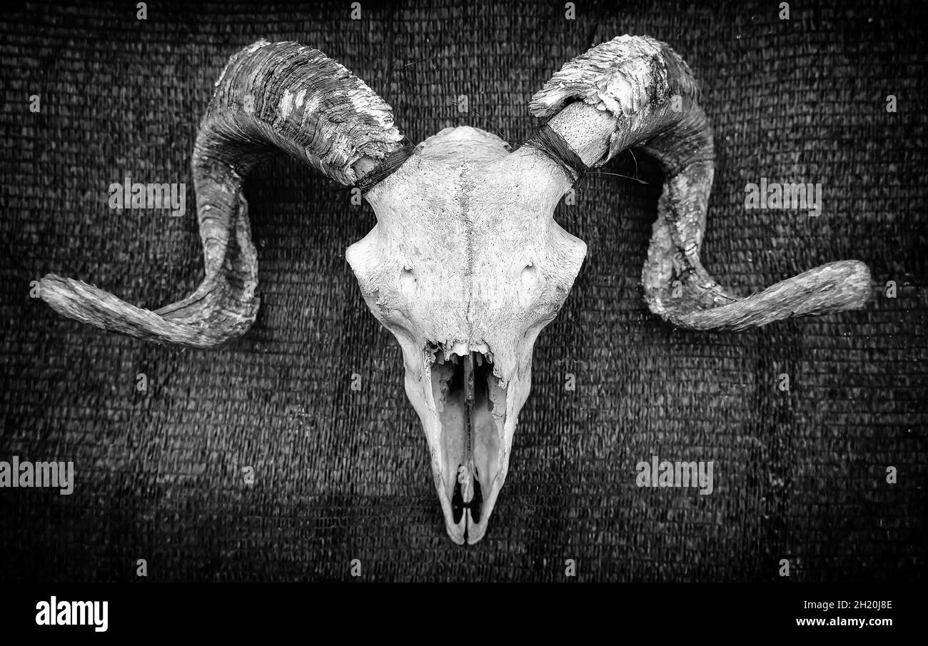 Real Sheep Skull High Resolution Stock Photography and Images - Alamy