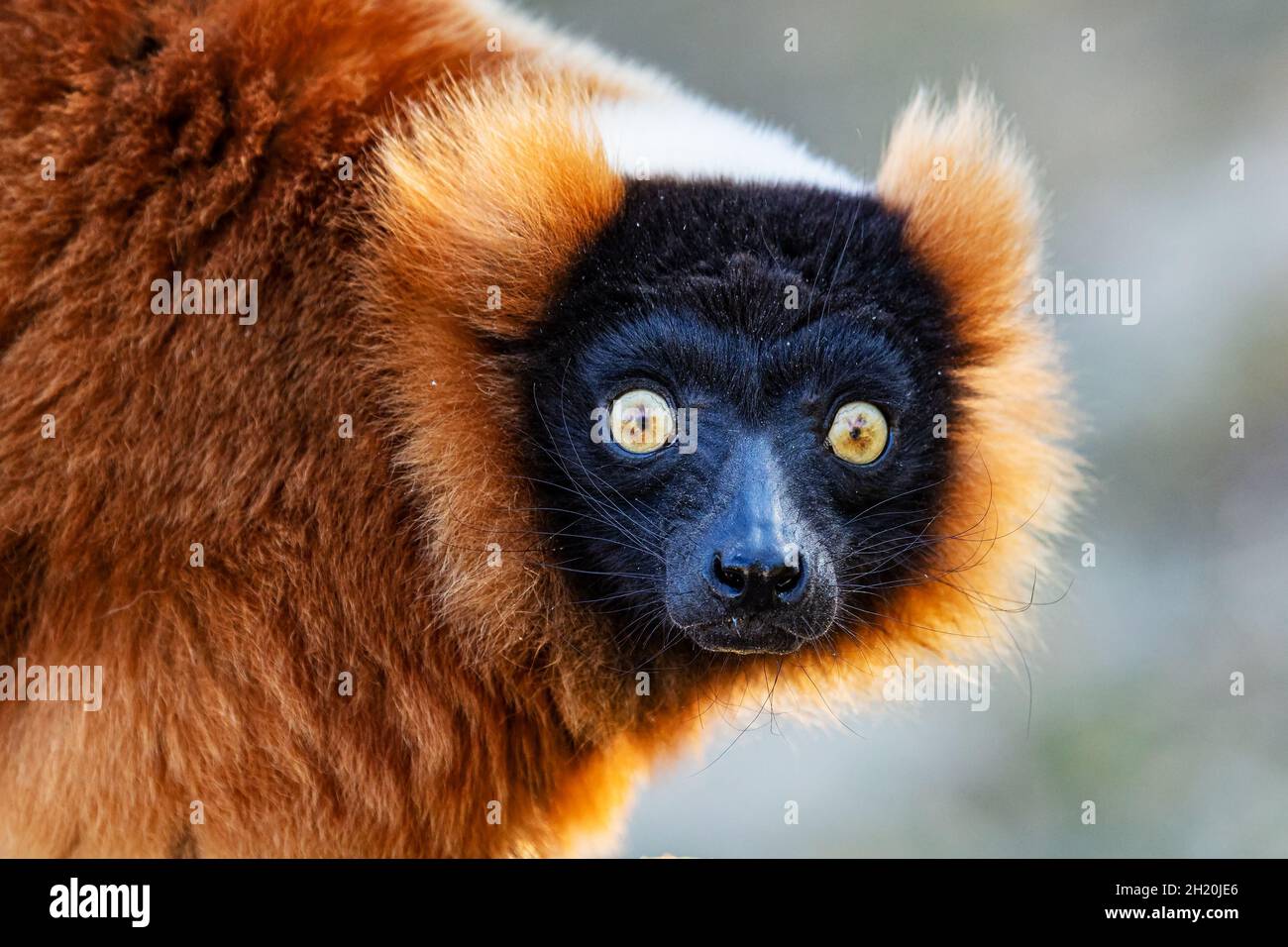 Red Ruffed Lemur monkey. Mammal and mammals. Land world and fauna ...