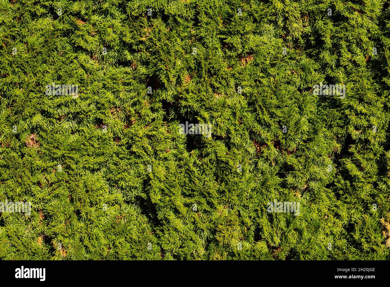 Green leaf surface texture. Abstract plant backdrop. Natural effect ...