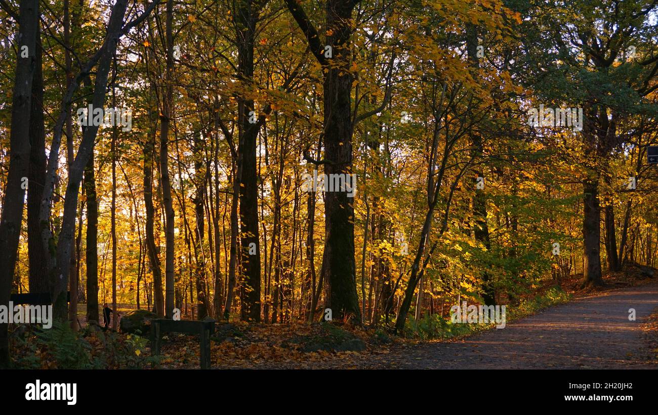 Taken from the forest around Goteborg Stock Photo - Alamy