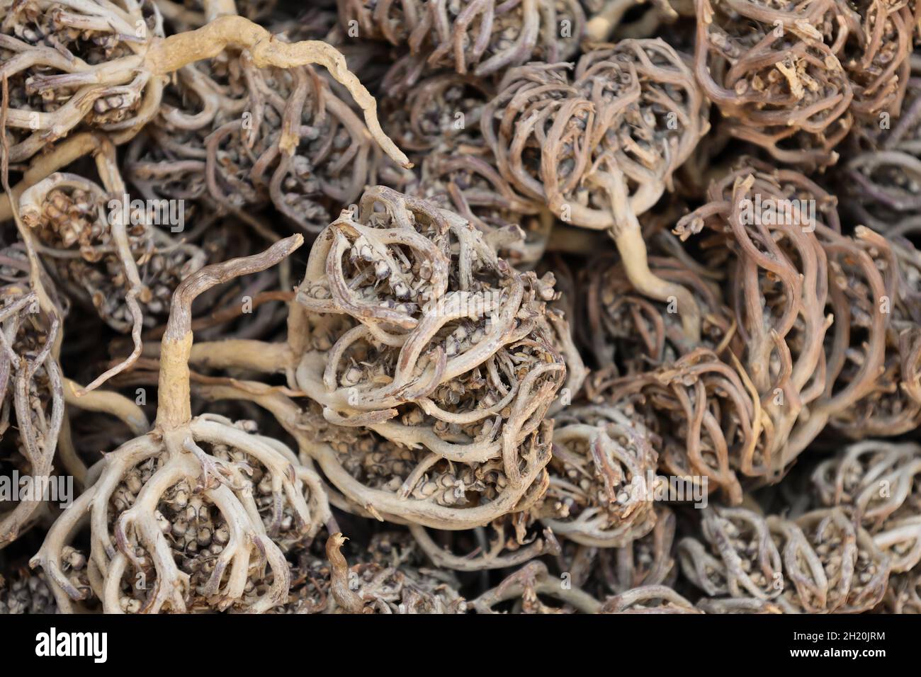 Pile of dried flower of maryam, also called the hand of Fatima. Herbal ...