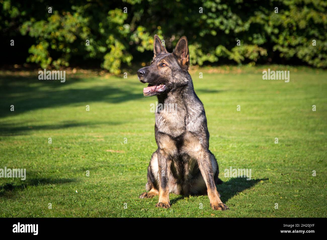 Police alsatian hi-res stock photography and images - Alamy