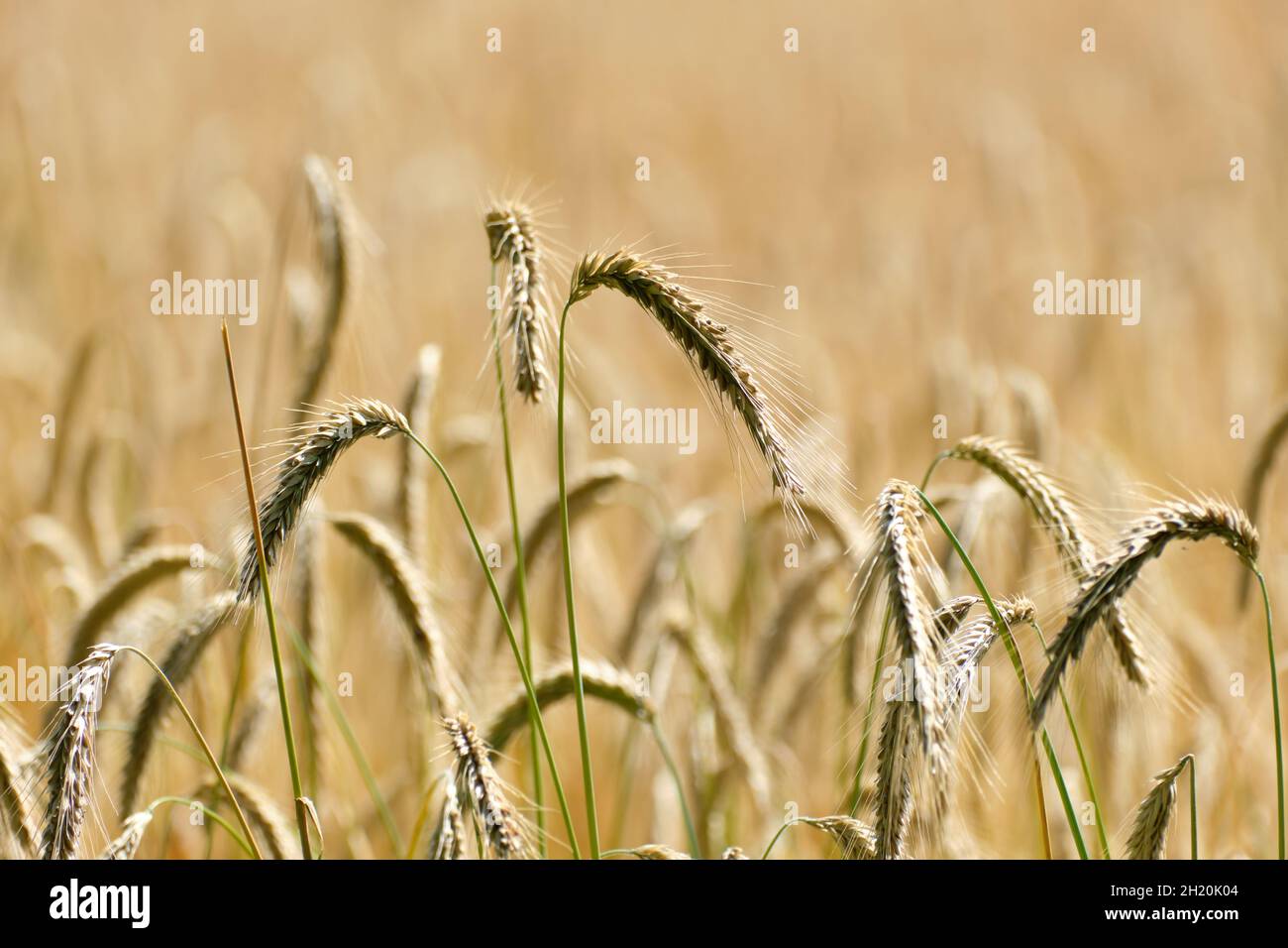 Wheat crop panicles hi-res stock photography and images - Alamy