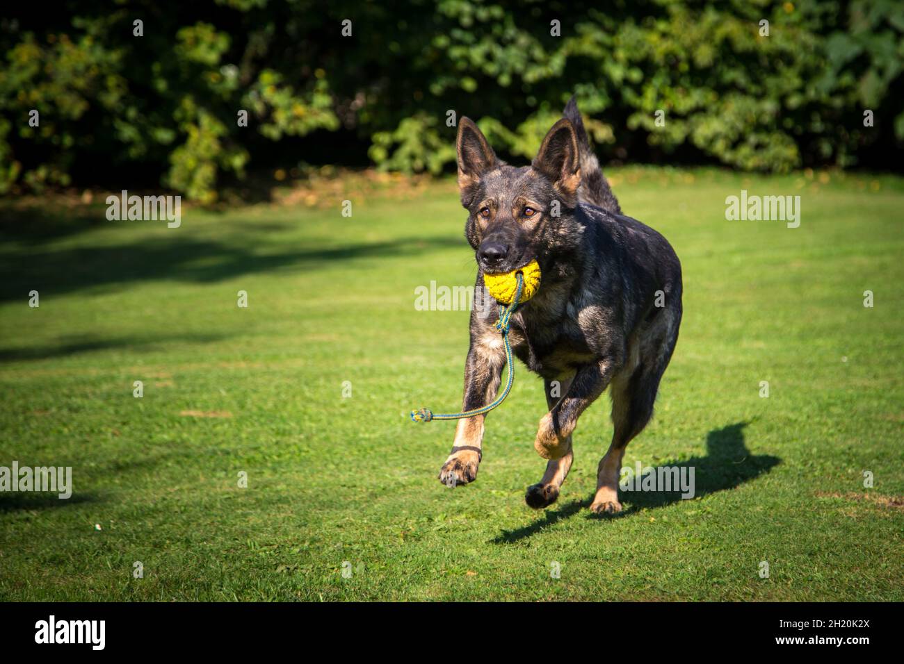 Alsatian playing hi-res stock photography and images - Alamy