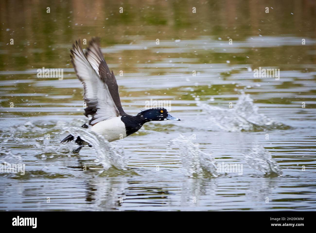 Tufted Duck running on water and takeoff ( Aythya fuligula Stock Photo ...