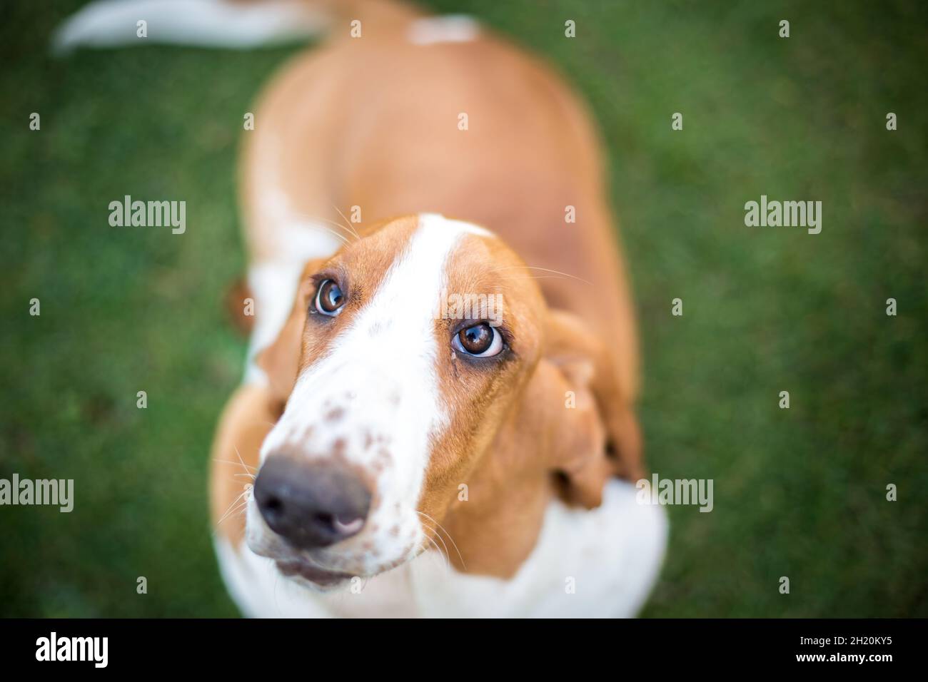 Brown basset hi-res stock photography and images - Alamy