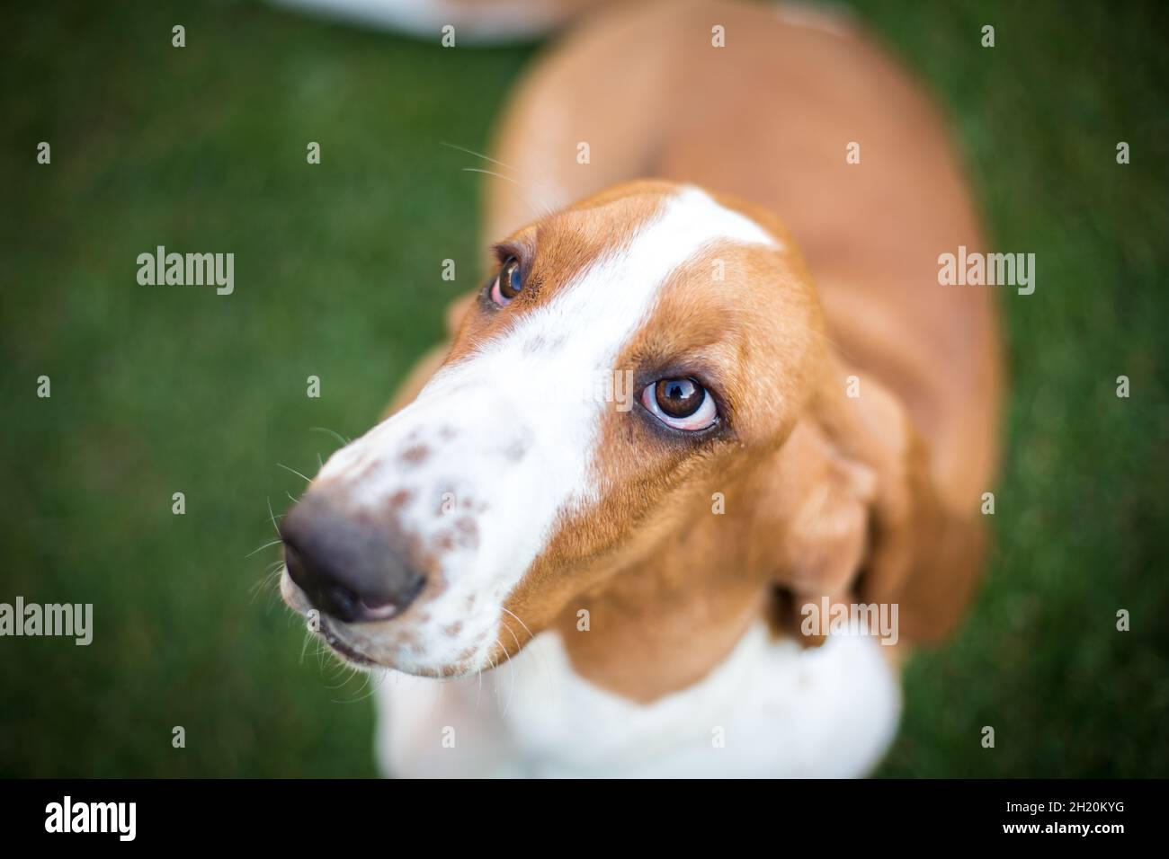 Female basset hound hi-res stock photography and images - Alamy
