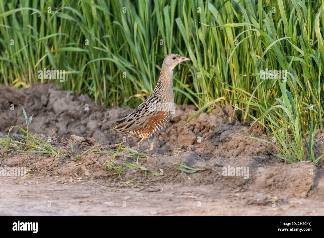 Corncrake, Corn crake (Crex crex). Russia, the Ryazan region Stock ...