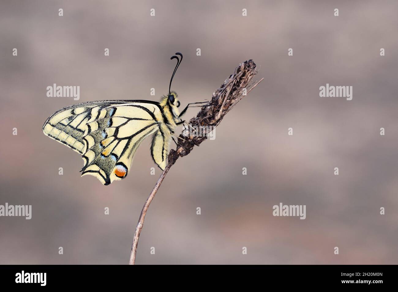 Daytime butterflies hi-res stock photography and images - Alamy