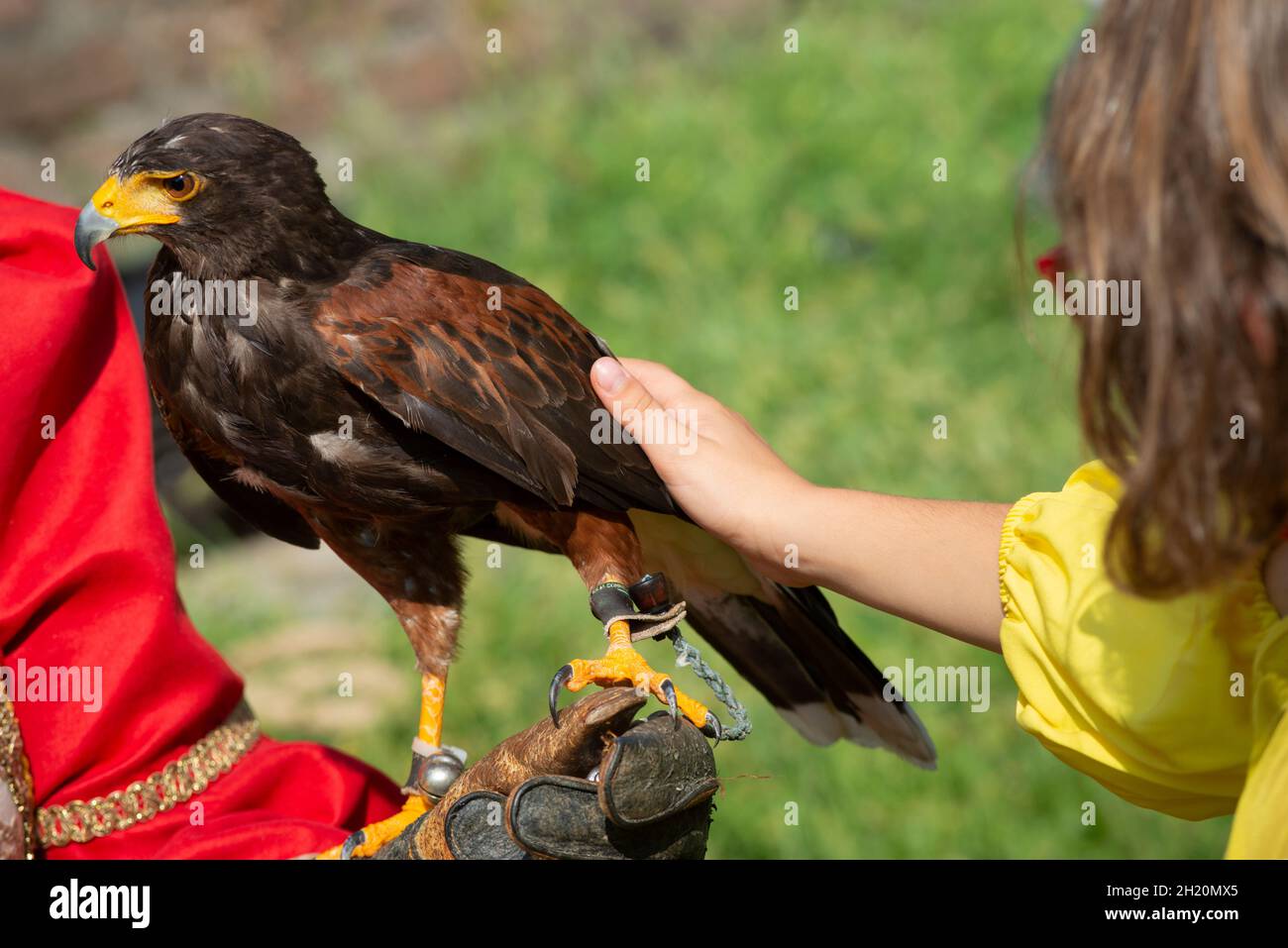 Touching bird image hi-res stock photography and images - Alamy