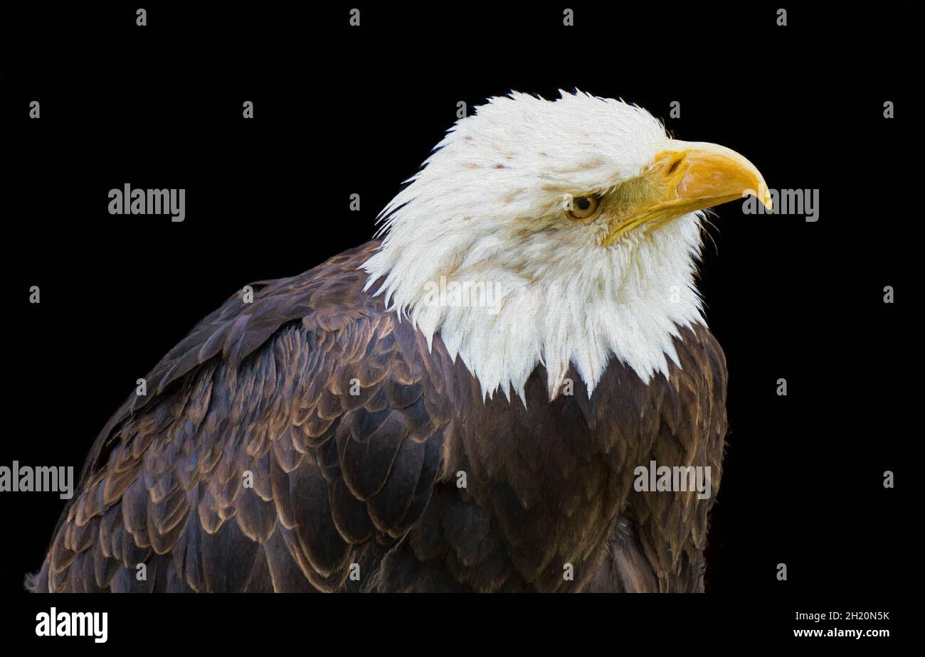 Eagle feather painting hi-res stock photography and images - Alamy