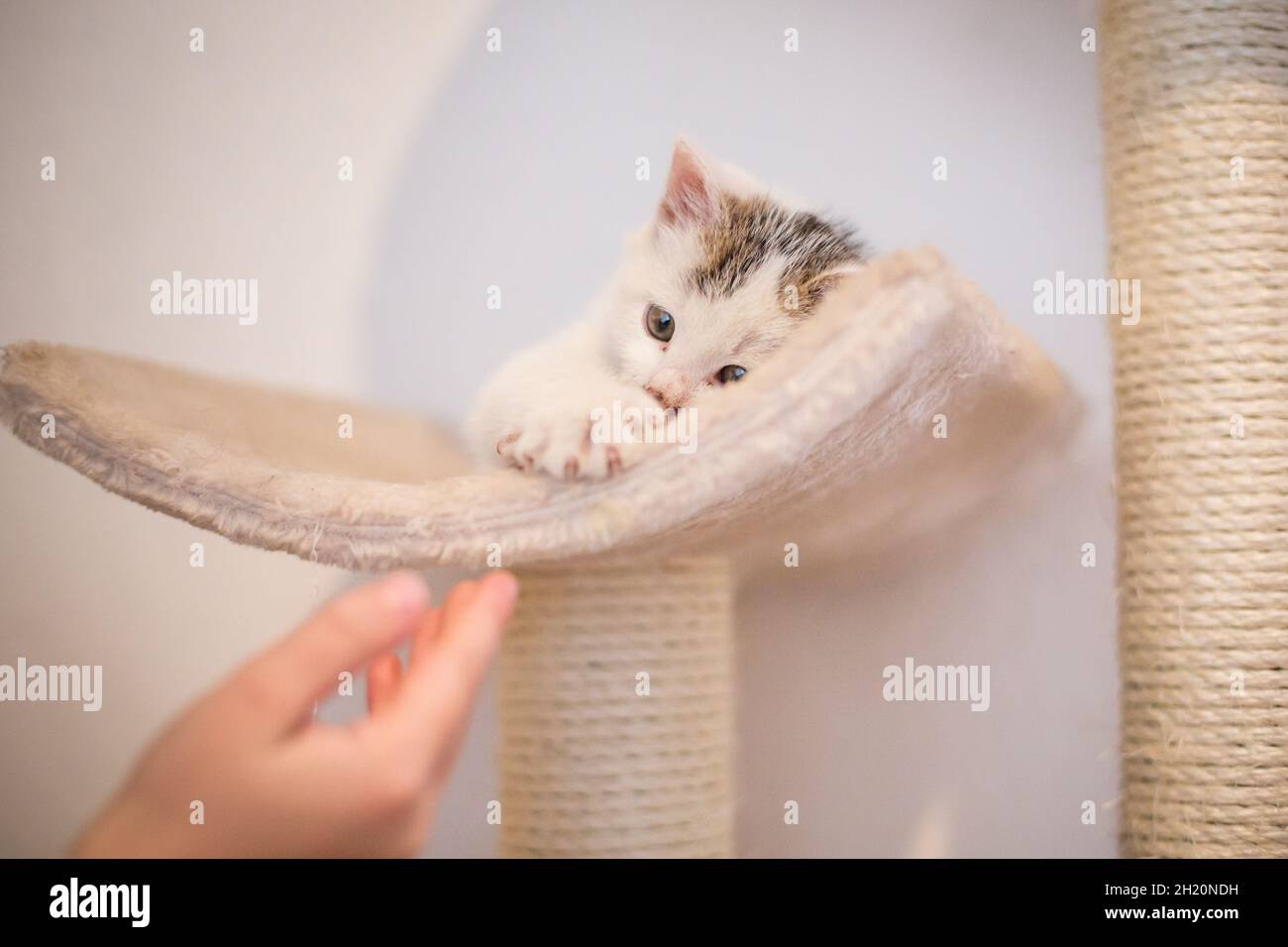 Cute white baby cat hi-res stock photography and images - Alamy