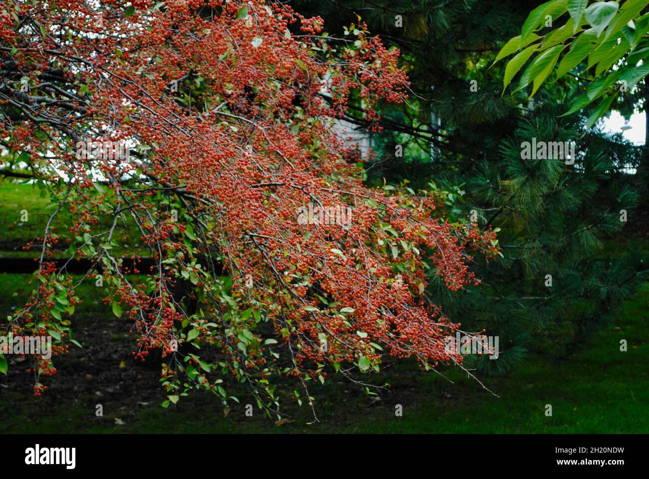 The Wade lagoon, Cleveland, Ohio Stock Photo - Alamy