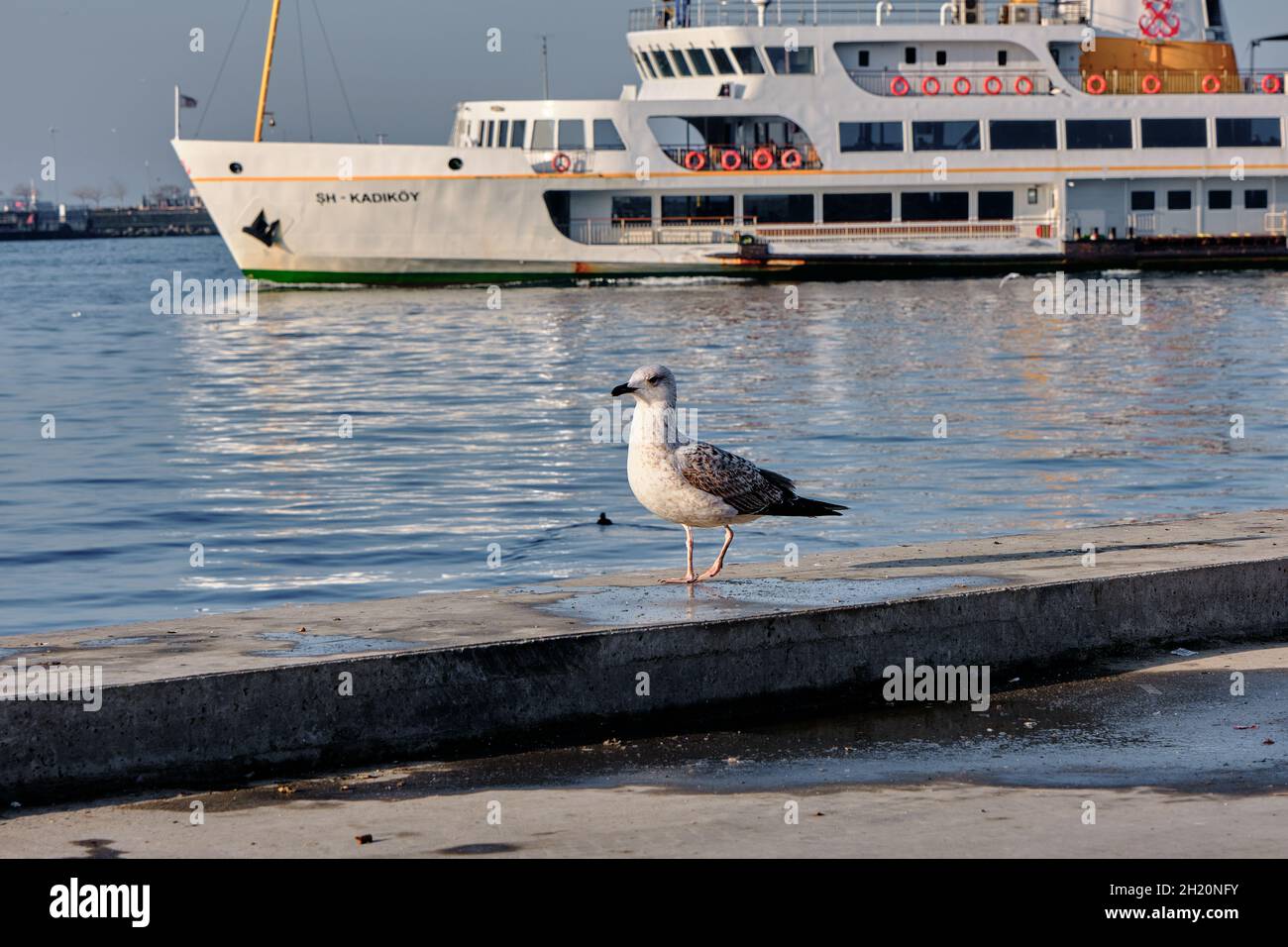Single and huge bird of seagull standing on concrete port and harbor of ...
