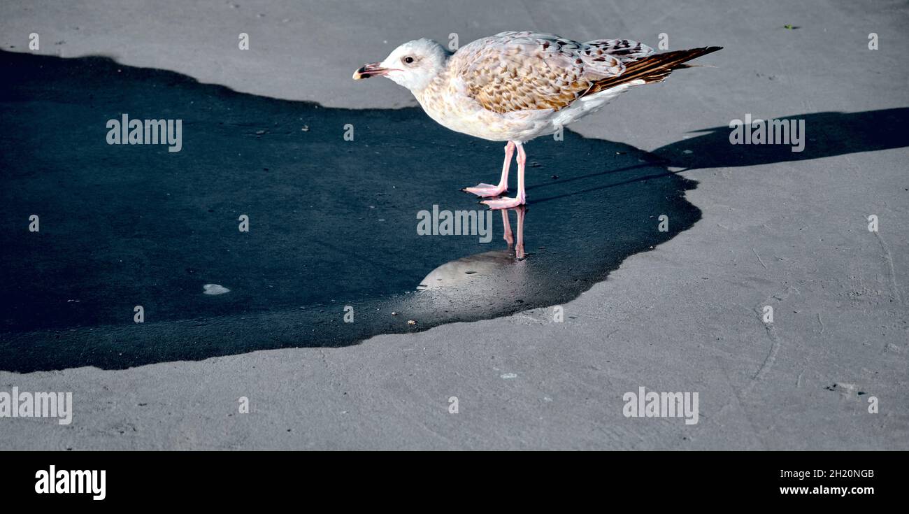 A big bird of single seagull in Istanbul Turkey. Seagull reflection on ...