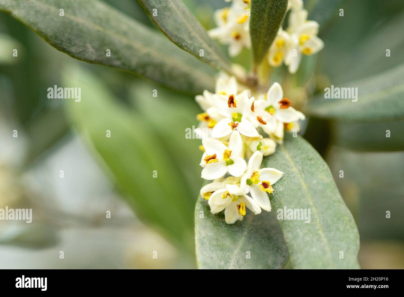 Macro photo of olive trees blossoming in spring Stock Photo - Alamy