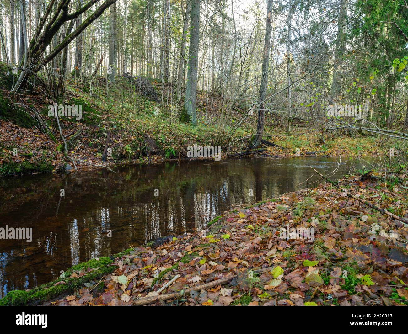 wild forest river stream in autumn woodland covered with old tree ...