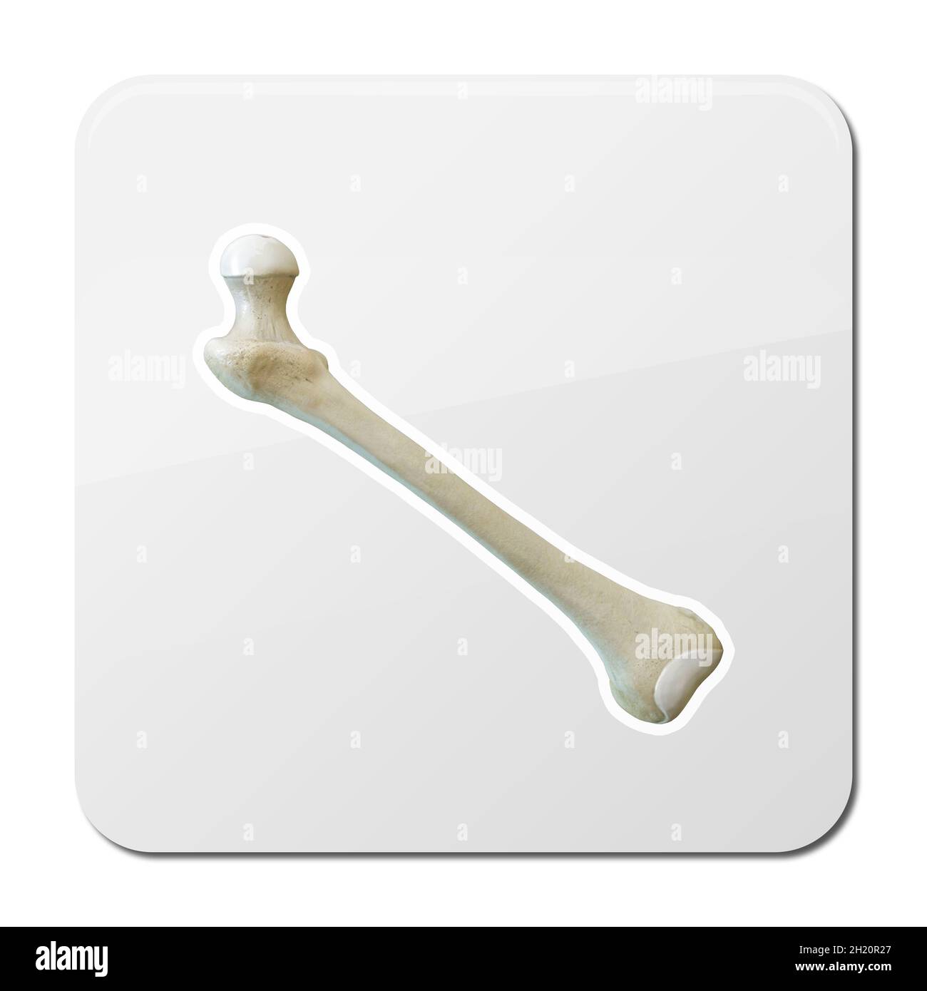Bones icon. Single high quality symbol of human body for web design or ...