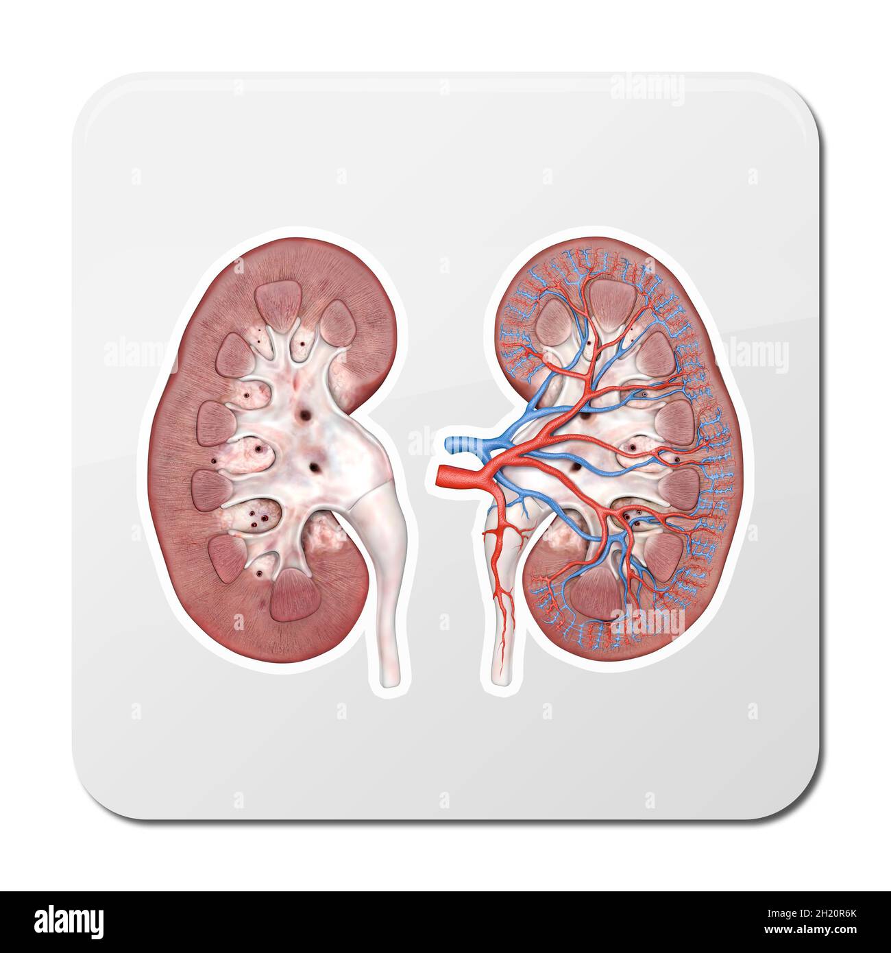 Human kidney cross section on scientific background. 3d render ...