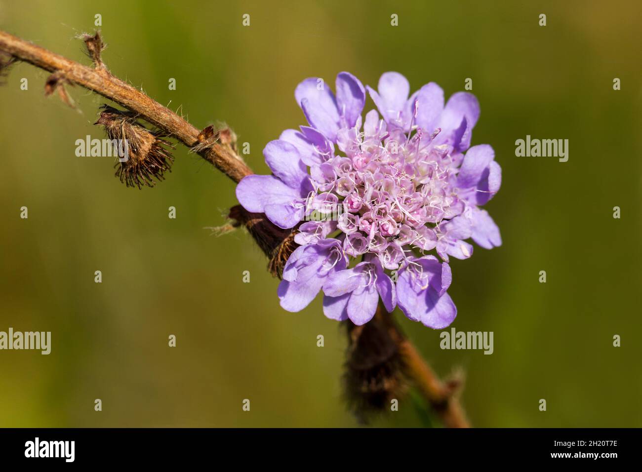 Scabiosa columbaria, Small Scabious wildflower closeup, Dorset, England ...