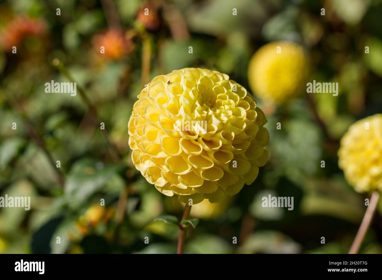 Yellow ball dahlia flower in late summer, England, UK Stock Photo - Alamy