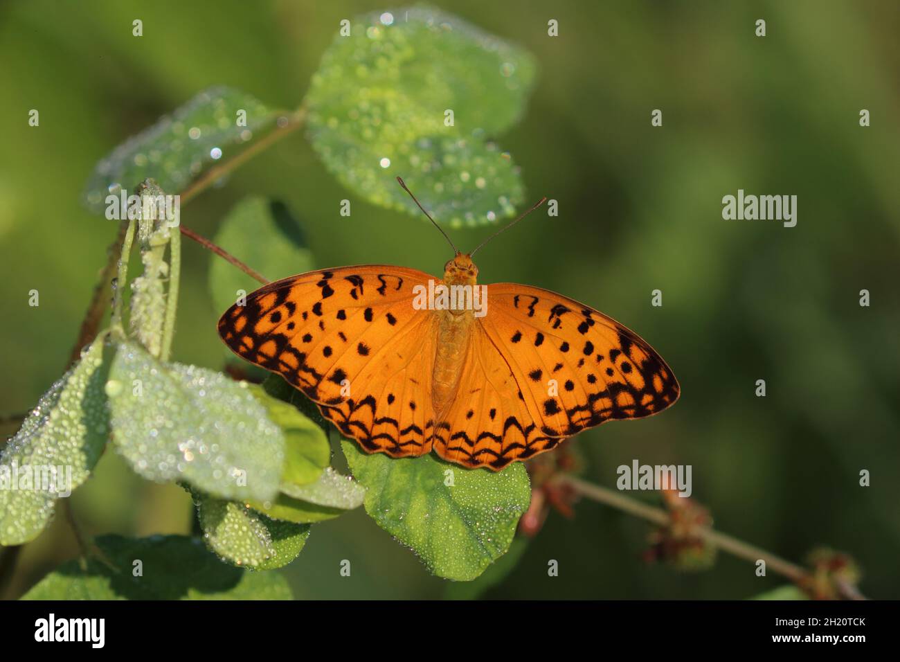 Common leopard butterfly hi-res stock photography and images - Alamy