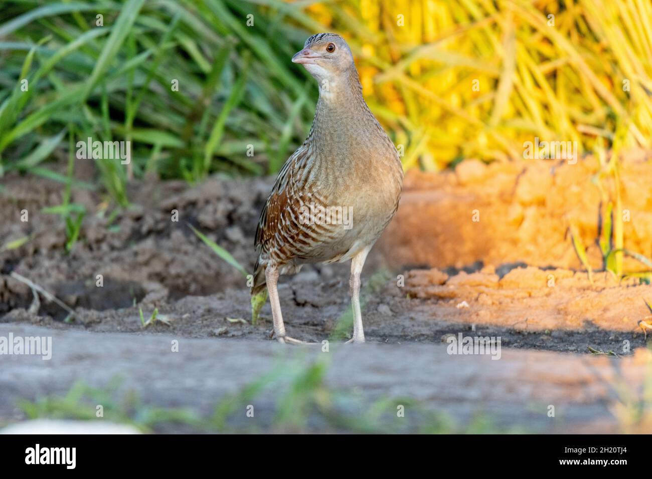 Corncrake, Corn crake (Crex crex). Russia, the Ryazan region Stock ...