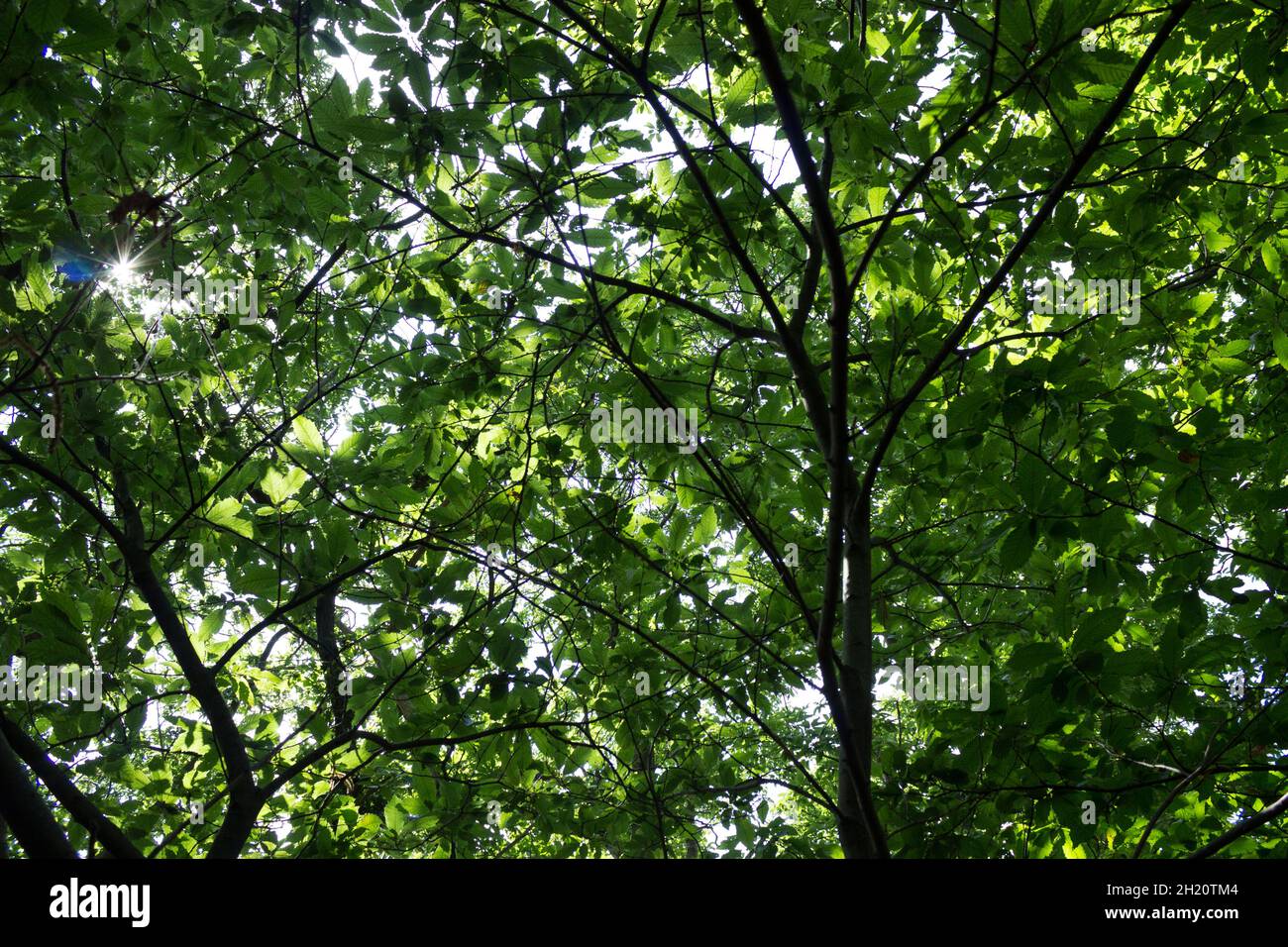 Light Through the Leaves, Woods Scenery, Tree Bark, Tree Trunks, Nature ...