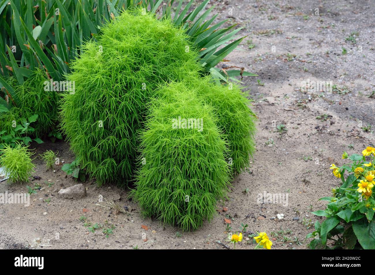 Kochia is a summer cypress, close-up. A unique plant, which is widely ...