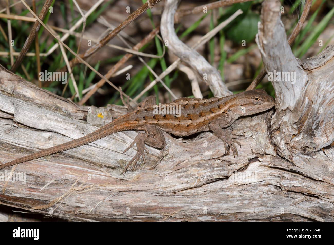 Fence Lizard, Sceloporus consobrinus Stock Photo - Alamy