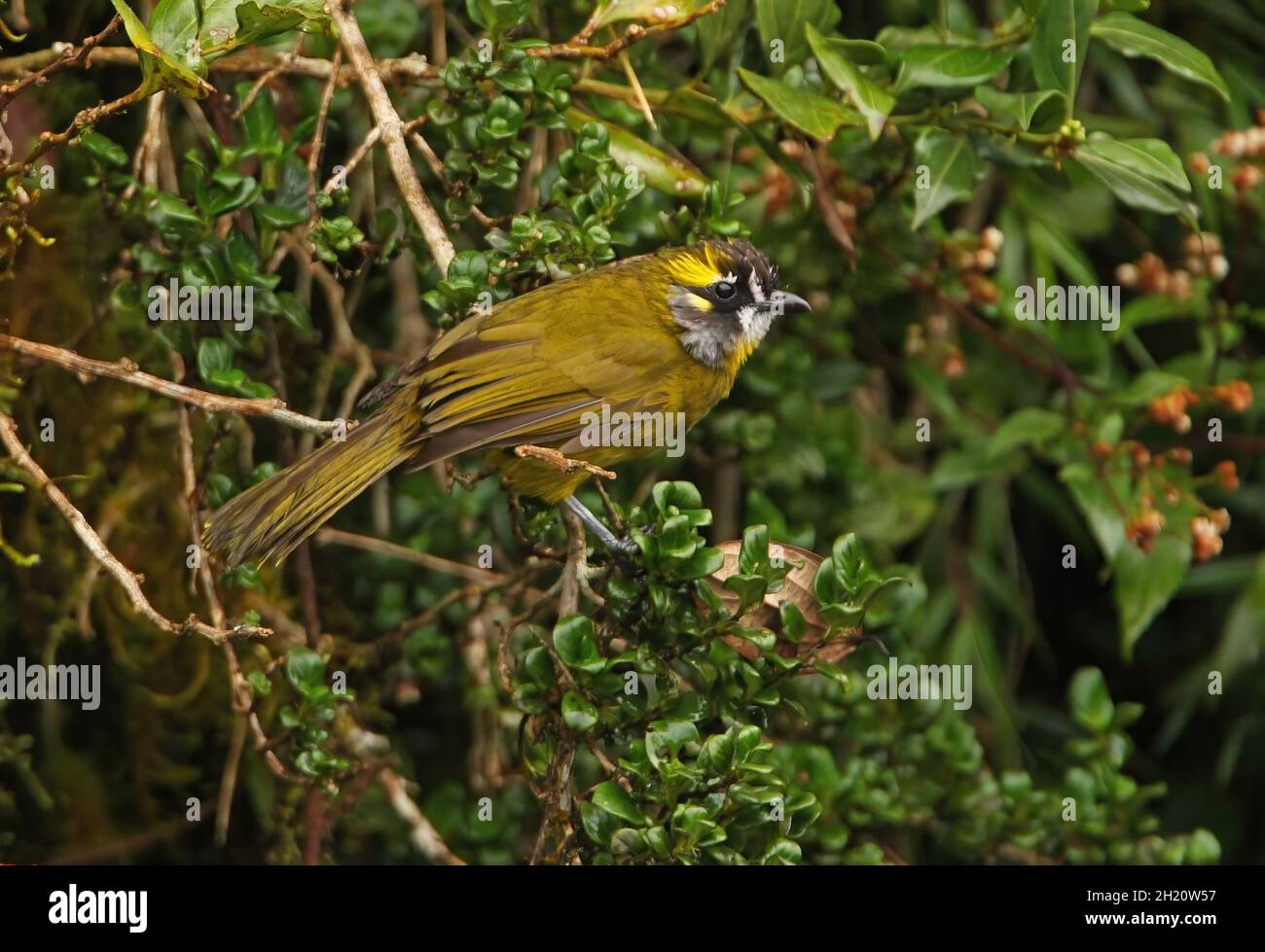 Yellow bulbul sri lanka hi-res stock photography and images - Alamy