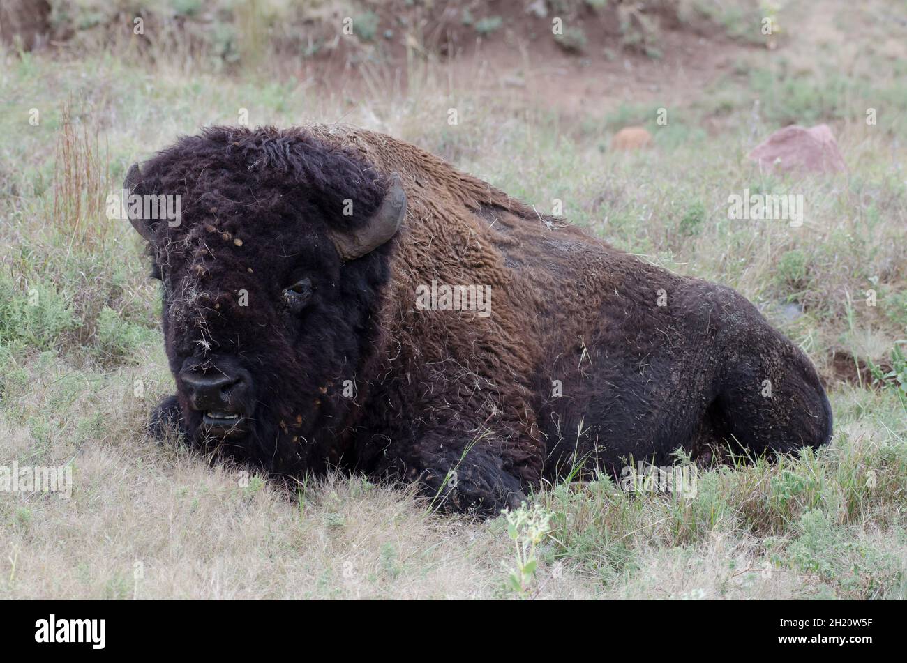 American Bison, Bison bison, bull Stock Photo - Alamy