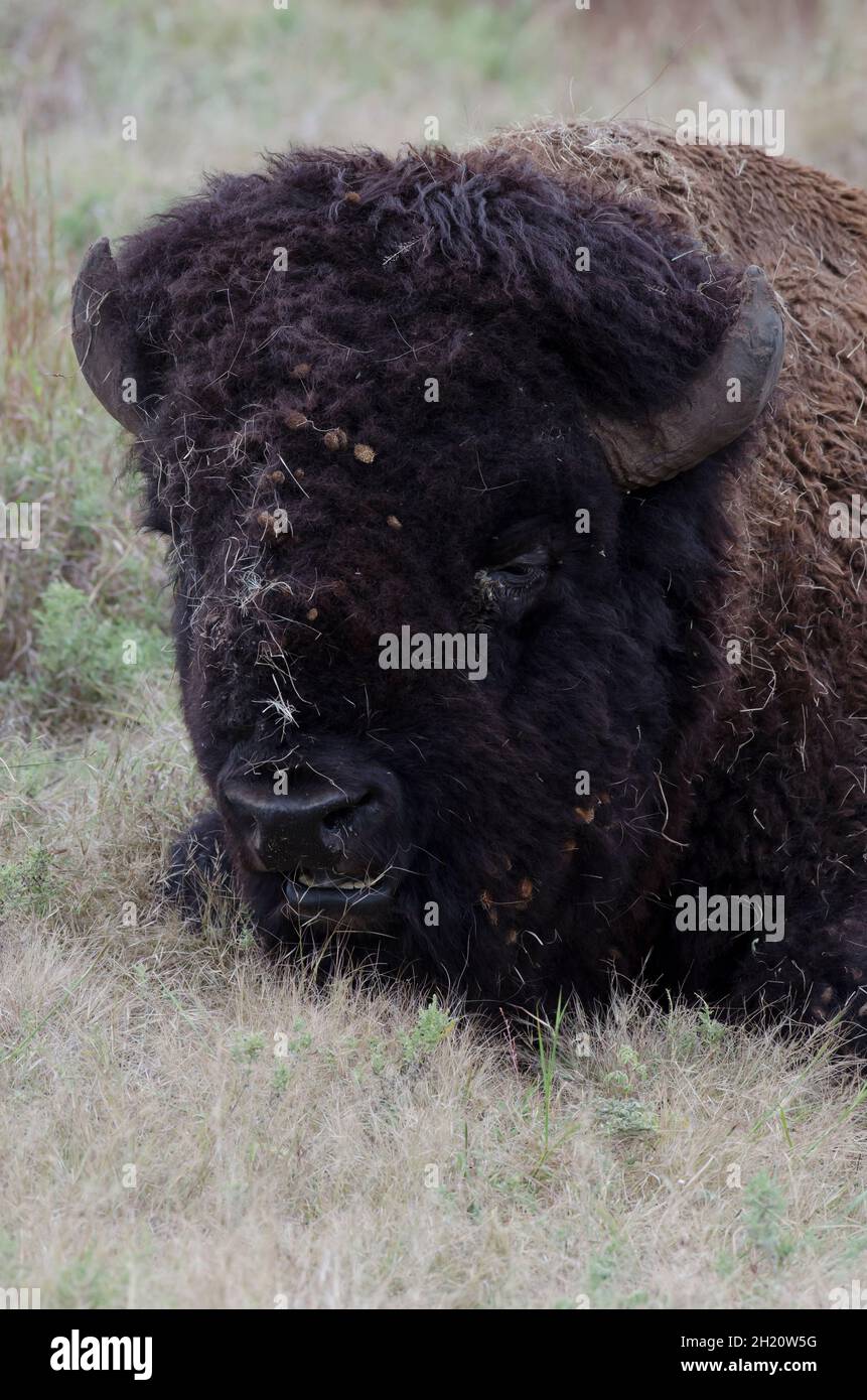 American Bison, Bison bison, bull Stock Photo - Alamy
