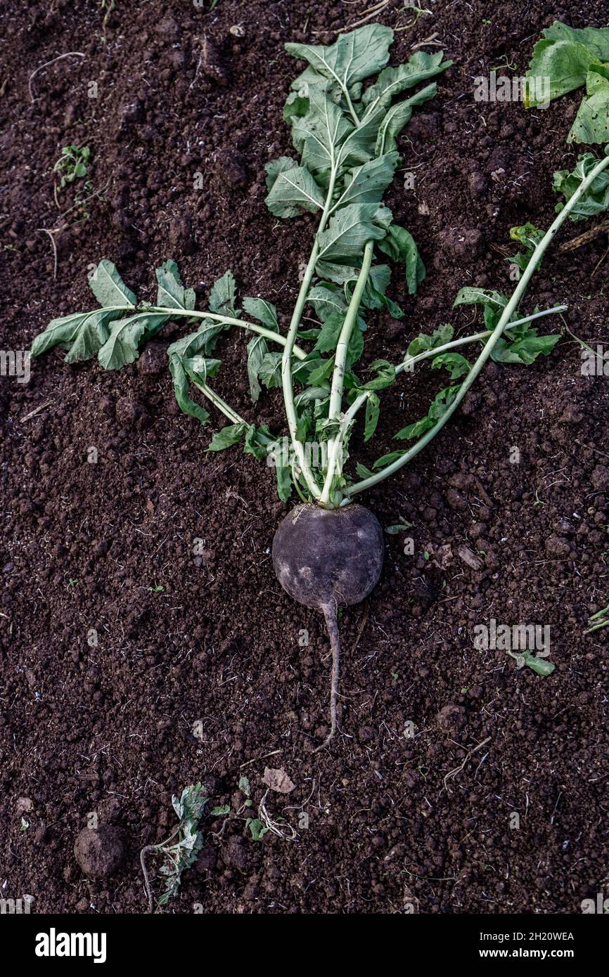 fresh black turnip lies in the garden Stock Photo - Alamy