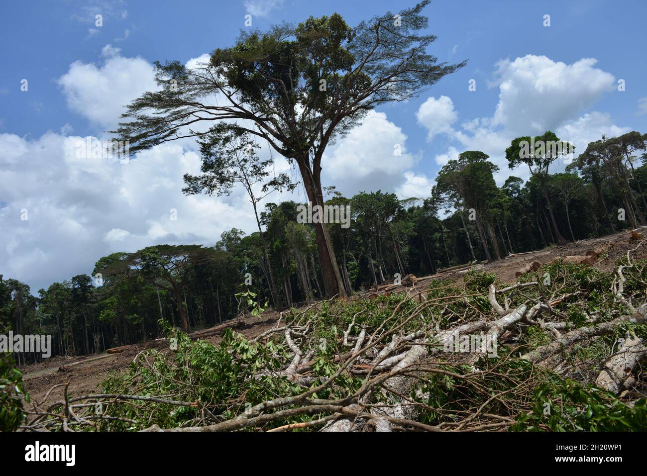 Brazil amazon rainforest amazonia jungle hi-res stock photography and ...