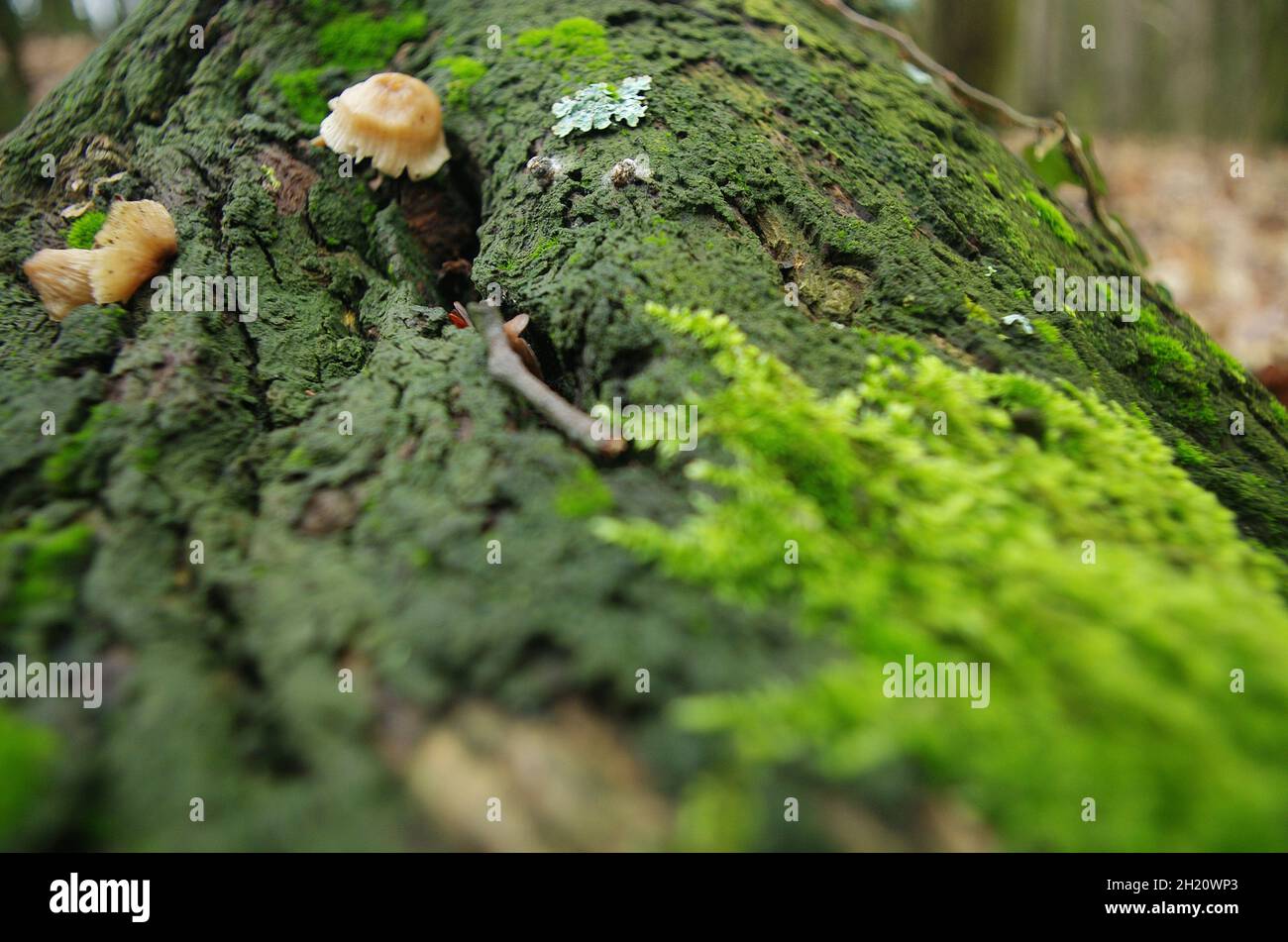 Mushrooms growing out of a tree trunk covered with green moss in Autumn ...