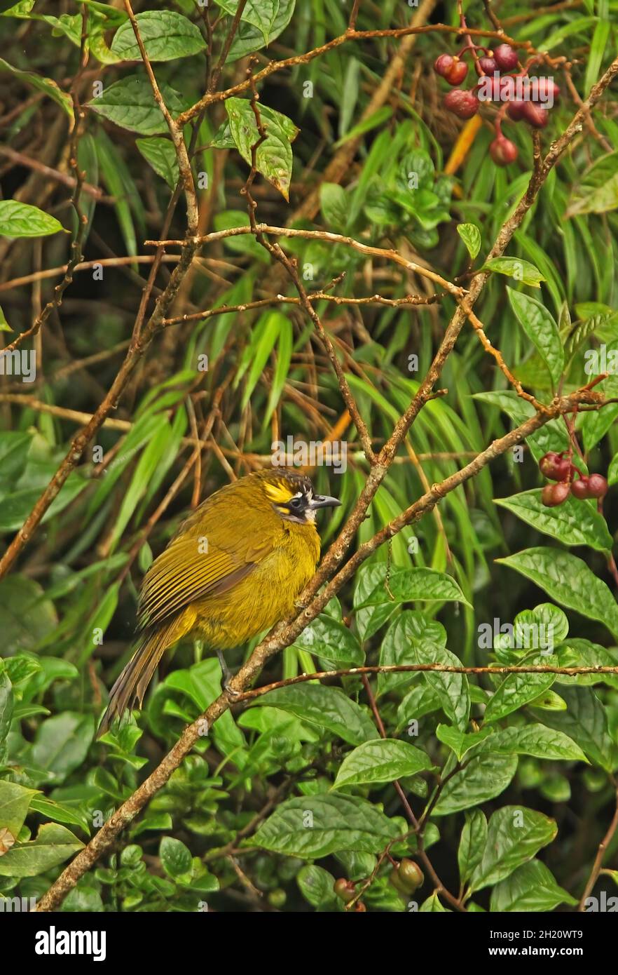 Yellow bulbul sri lanka hi-res stock photography and images - Alamy