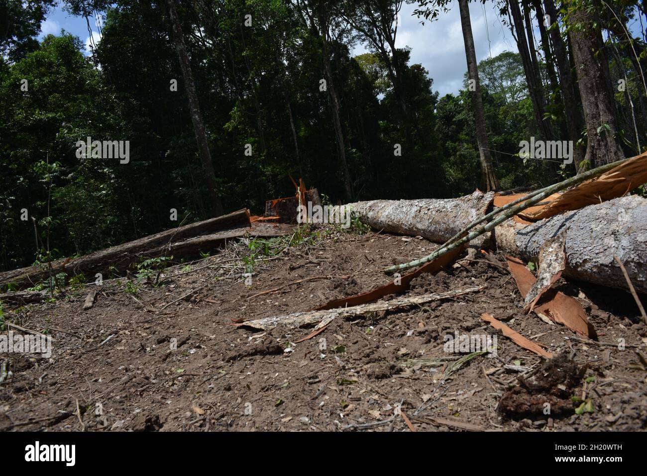 Amazon Rainforest Deforestation, Barcarena, Pará State, Northern Brazil ...