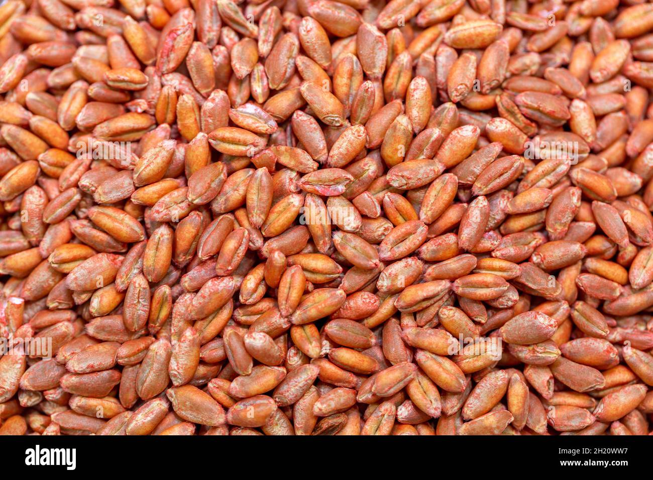 Wheat seeds, cereal seeds with red seed dressing or seed treatment Stock Photo - Alamy