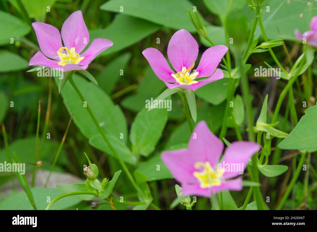 Texas star closeup hi-res stock photography and images - Alamy